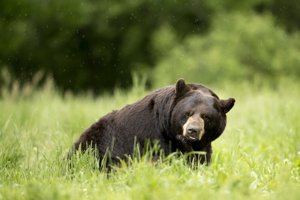 Wildlife Photographers to MoD: The Only Way Bears Should Be Shot Is ...