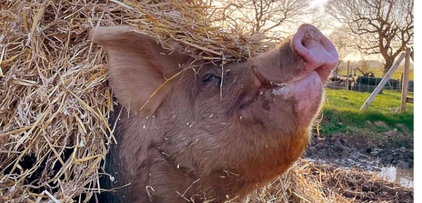 Love Greggs’ Vegan Sausage Rolls? You’ll Love Roger the Pig, Too!