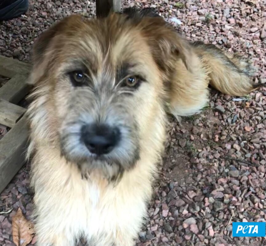 PETA Entities Are in Ukraine, Moving Mountains to get to Animals in Need