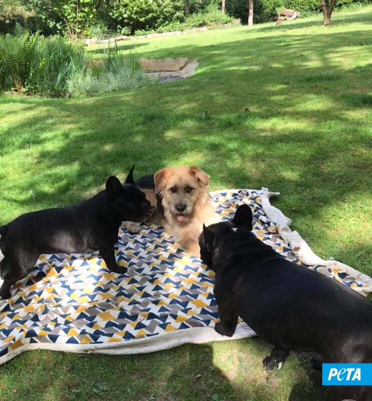 PETA Entities Are in Ukraine, Moving Mountains to get to Animals in Need