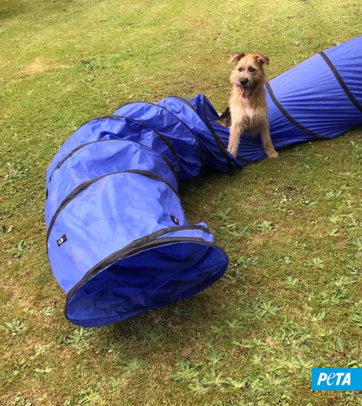 PETA Entities Are in Ukraine, Moving Mountains to get to Animals in Need