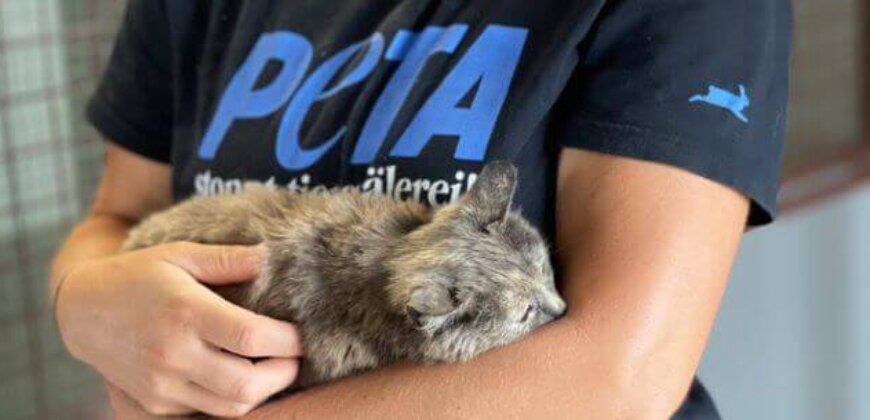 PETA Entities Are in Ukraine, Moving Mountains to get to Animals in Need