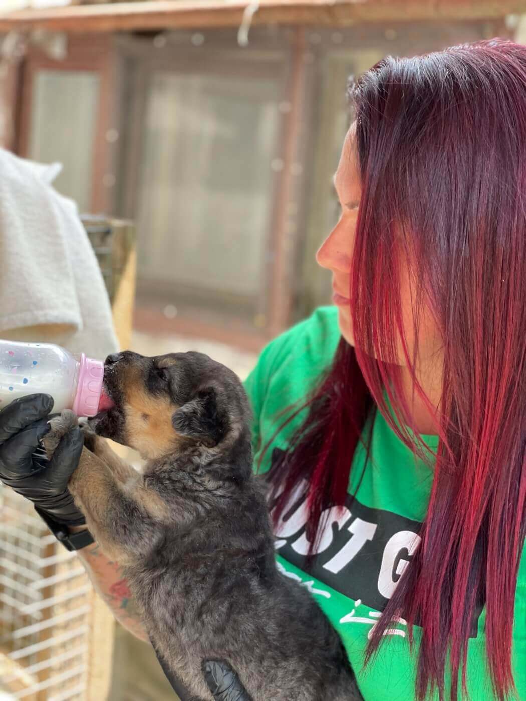 PETA Entities Are in Ukraine, Moving Mountains to get to Animals in Need