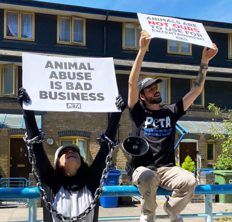 PETA Calls On ABTA to Reject Cetacean Captivity on World Orca Day