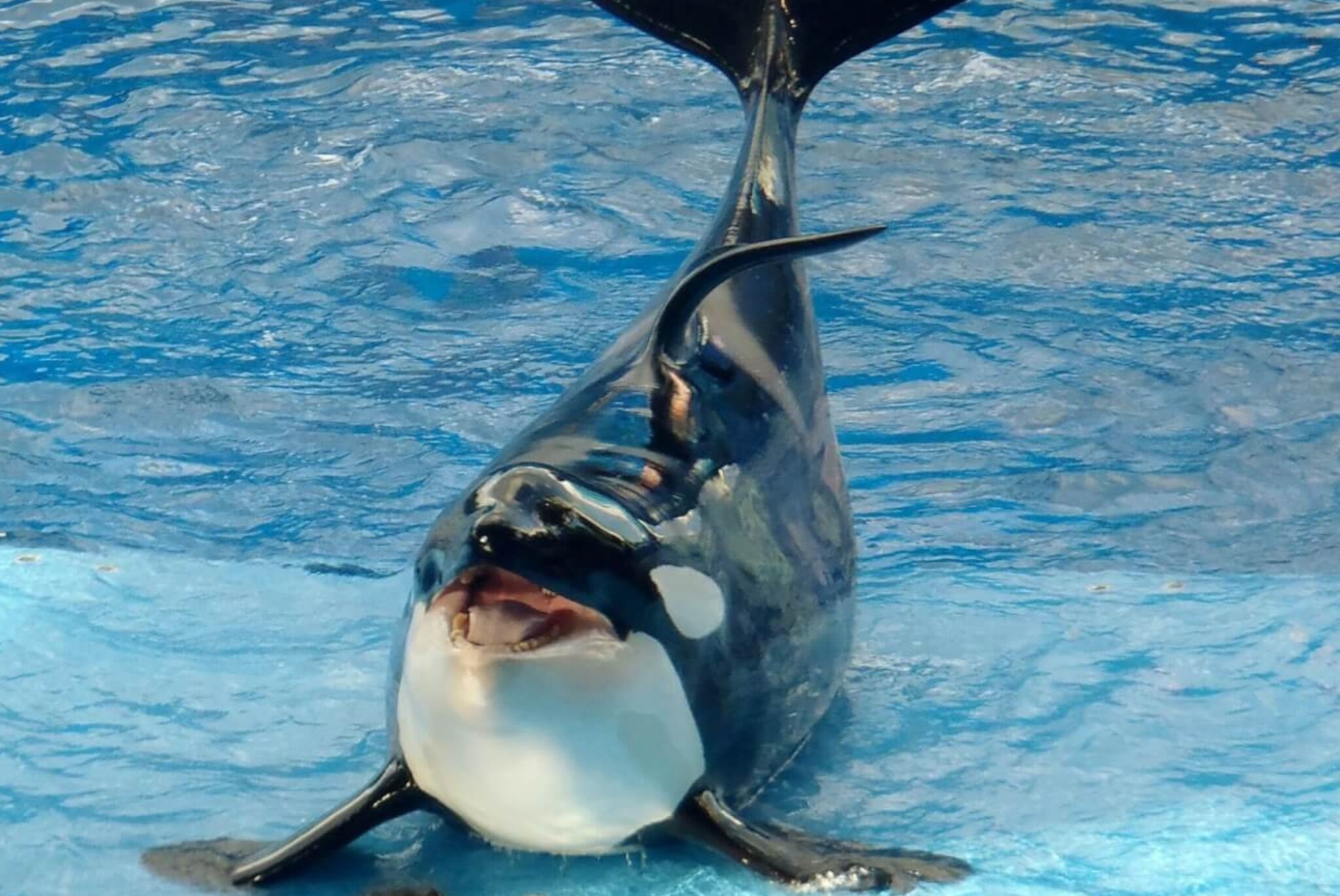 Kohana: Third Orca in 18 Months Dies at Loro Parque