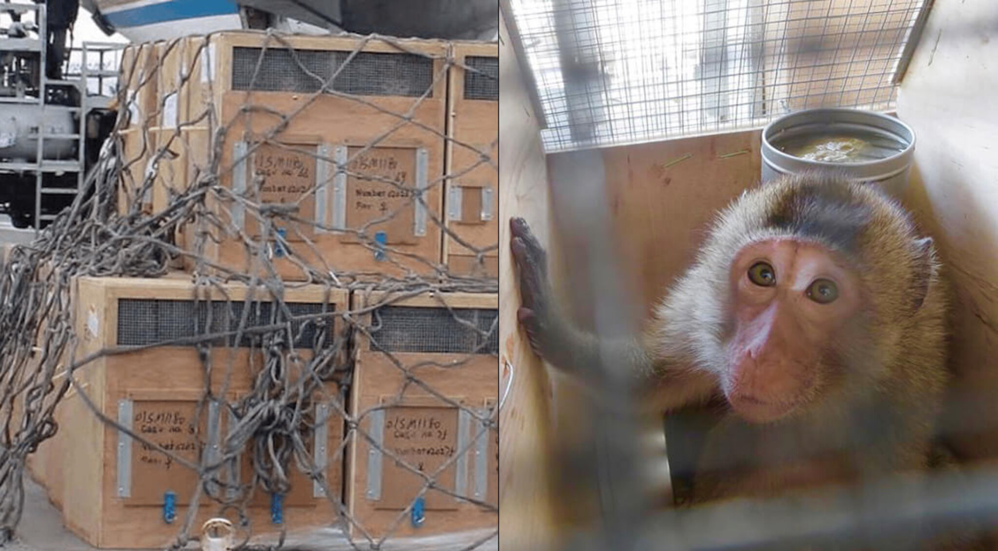 Malta-Based Airline Stops Flying Monkeys to Laboratories!