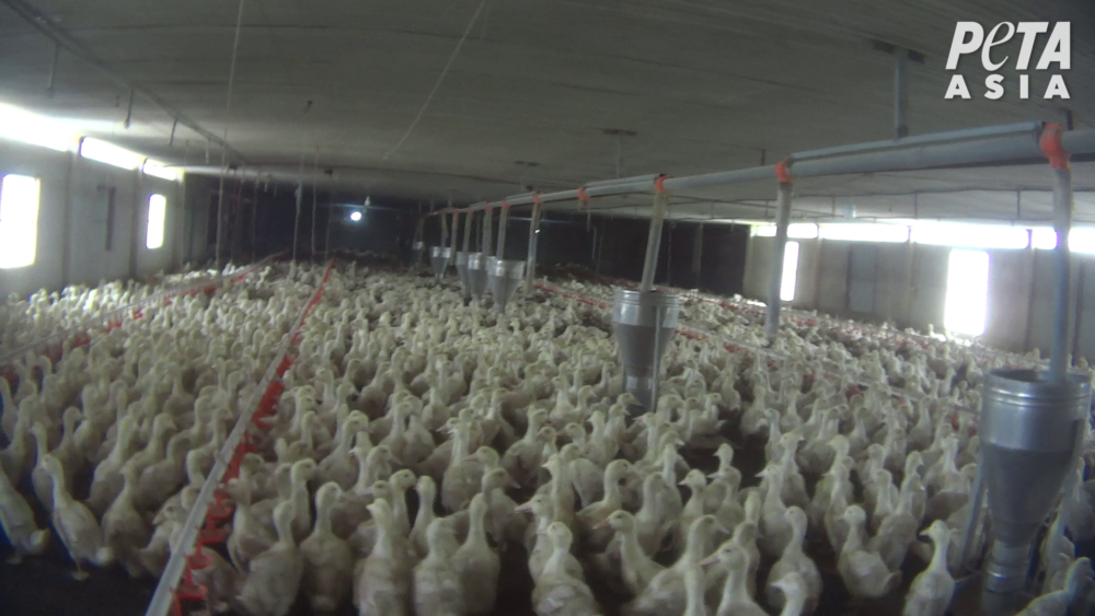 From Heaven to H&M: PETA ‘Angel’ Reveals Hellish Reality of Down