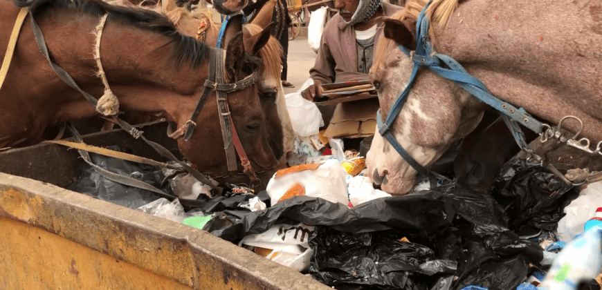 Wounded, Exhausted Horses Eat Rubbish to Survive in Egypt - PETA UK