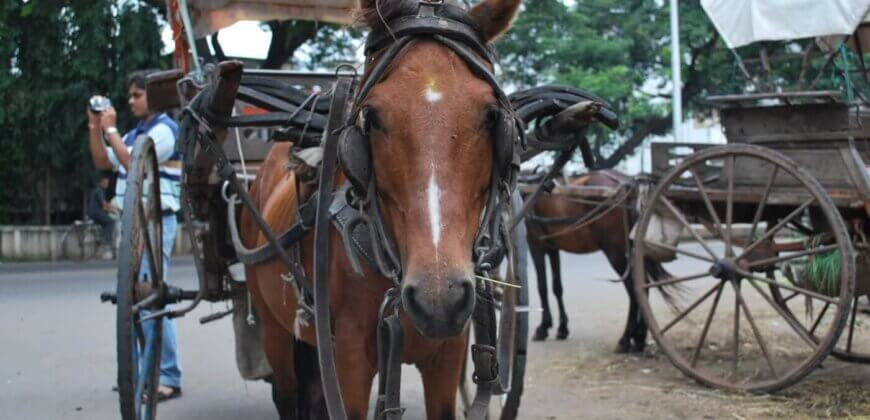 Photos/Video: PETA Protester ‘Shorn’ in Front of Urban Outfitters ...