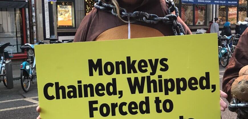 Chained ‘Monkeys’ Protest Thailand’s Animal Labour
