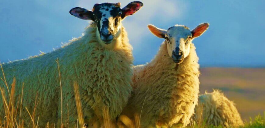 PETA Calls For Princess Diana’s Iconic Sheep Jumper to Be Donated to ...