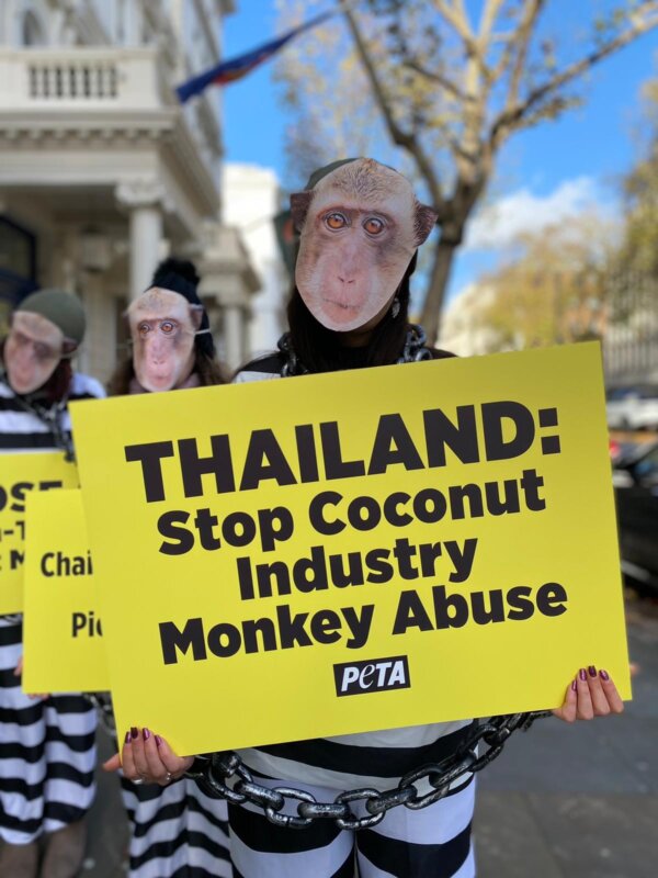 Chained ‘Monkeys’ Protest Thailand’s Animal Labour