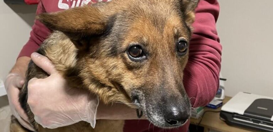 Video: Ukraine Gives Thanks as Wounded Dog and Cat Refugees Are Treated ...