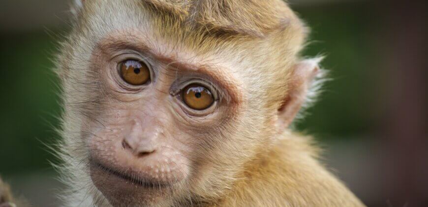 Great News: HelloFresh Stops Supporting Monkey Labour