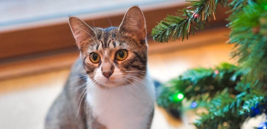 How to Cat-Proof Your Christmas Tree