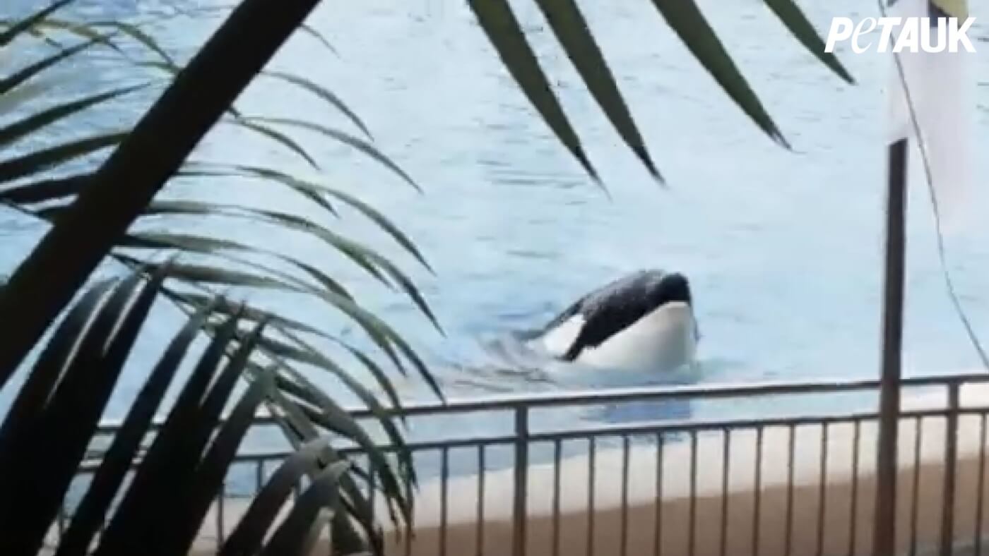 Inside Loro Parque, the Dolphin Prison - PETA UK