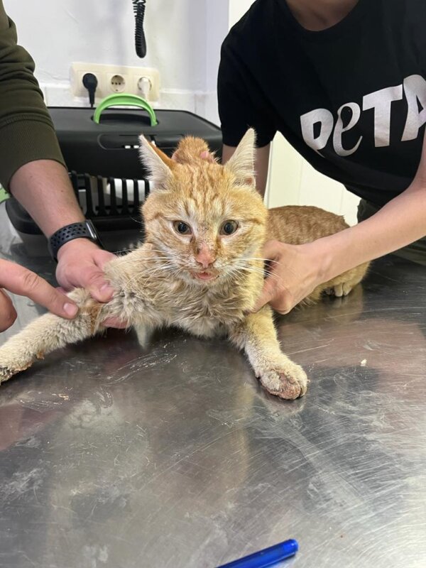 Earthquake Updates: PETA’s Rescuing Cats, Dogs, and Birds Trapped After ...