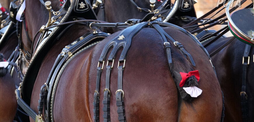 Horses’ Tailbones Amputated for Budweiser Adverts and Parades