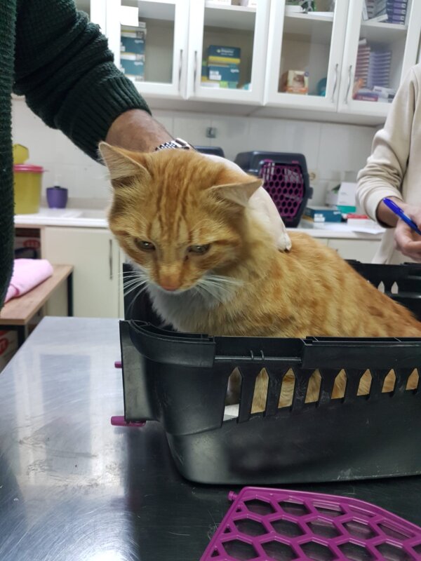 Earthquake Updates: PETA’s Rescuing Cats, Dogs, and Birds Trapped After ...