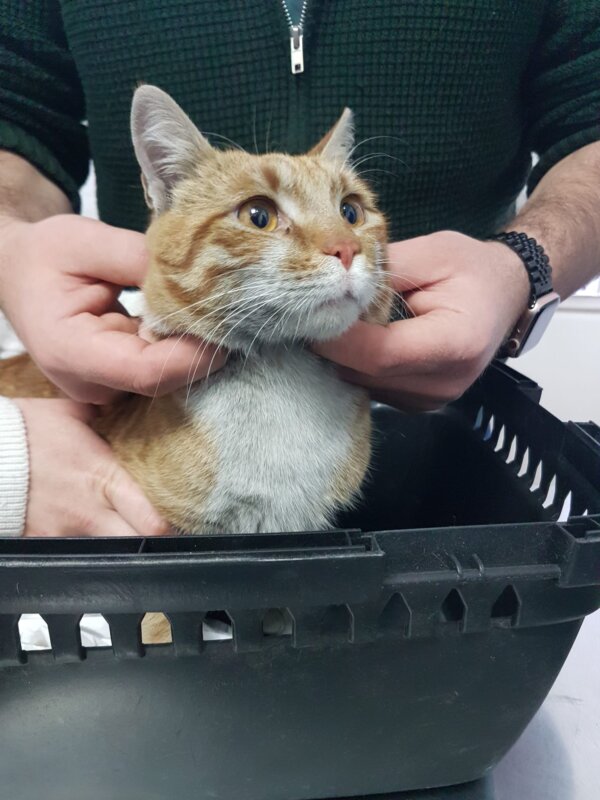 Earthquake Updates: PETA’s Rescuing Cats, Dogs, and Birds Trapped After ...