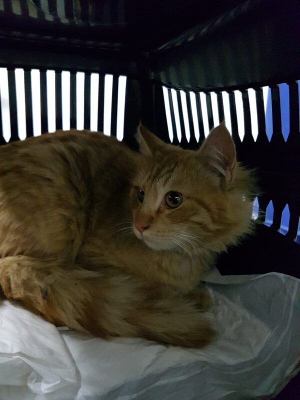 Earthquake Updates: PETA’s Rescuing Cats, Dogs, and Birds Trapped After ...