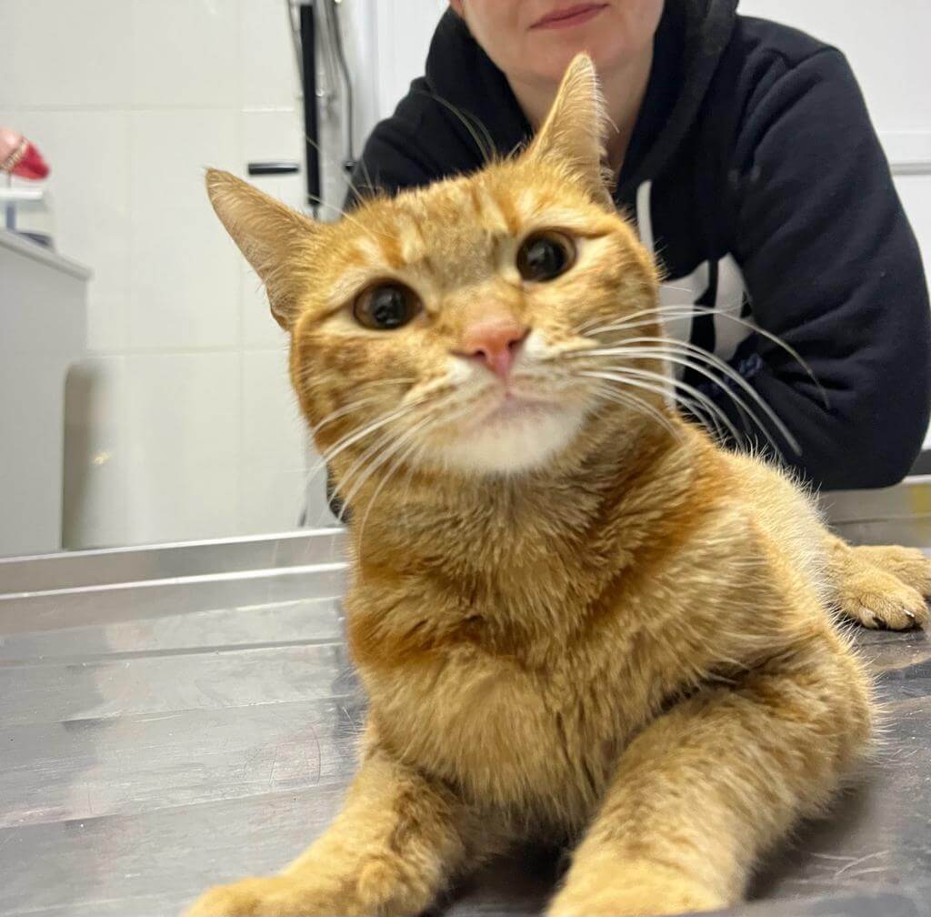 Earthquake Updates: PETA’s Rescuing Cats, Dogs, and Birds Trapped After ...