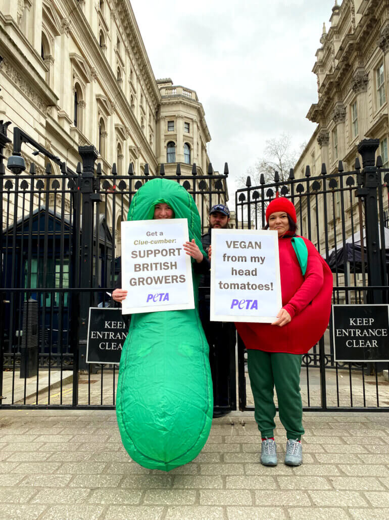 Amid Vegetable Shortage, Dancing ‘Tomato’ and ‘Cucumber’ Urge Support ...