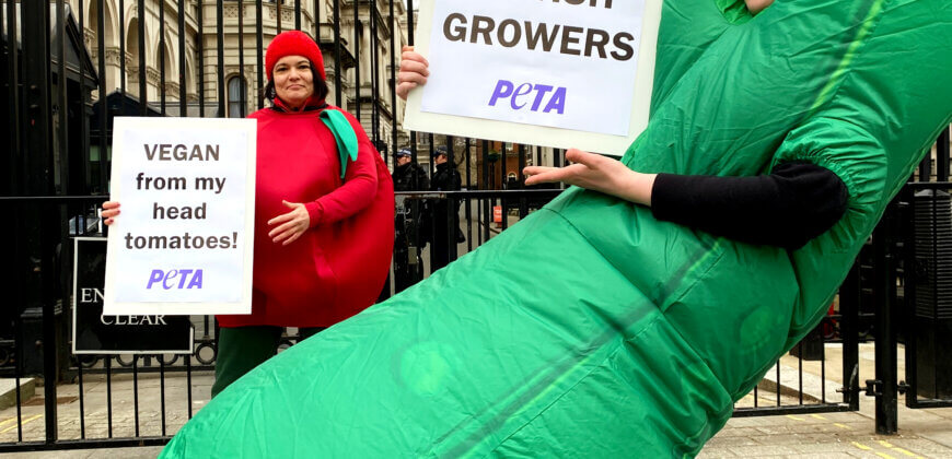 Amid Vegetable Shortage, Dancing ‘Tomato’ and ‘Cucumber’ Urge Support ...