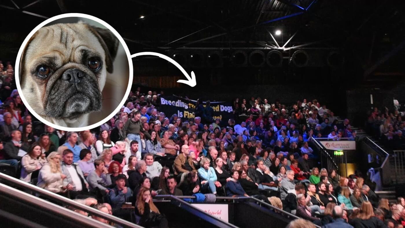 BREAKING: PETA Crashes Crufts Over Flat-Faced Breeds