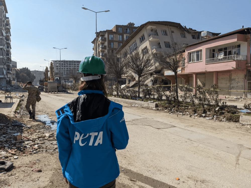 Earthquake Updates: PETA’s Rescuing Cats, Dogs, and Birds Trapped After ...