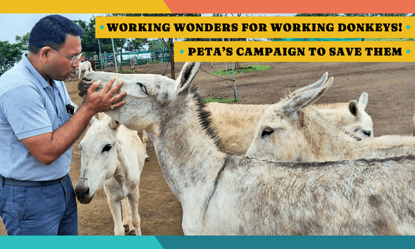 Welcome to ‘Working Wonders for Working Donkeys! PETA’s Campaign to ...