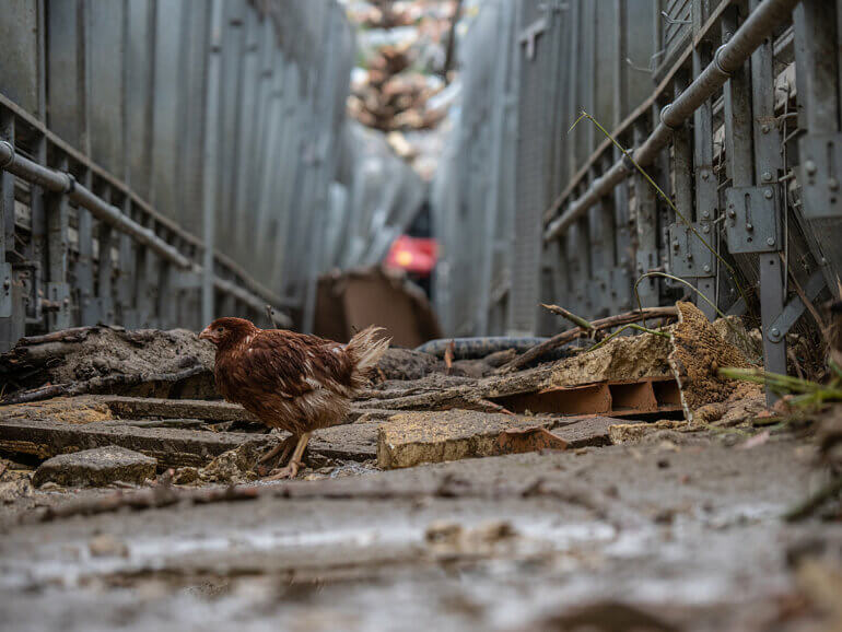 Chicken Is Bad for Your Health – Here Are 5 Reasons Why