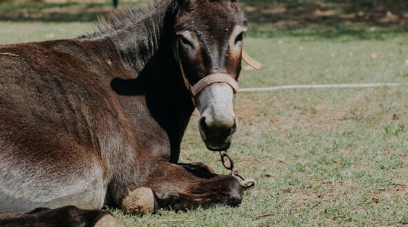 All About Animals: The Issues (Ages 16-18): Factory Farming - PETA UK