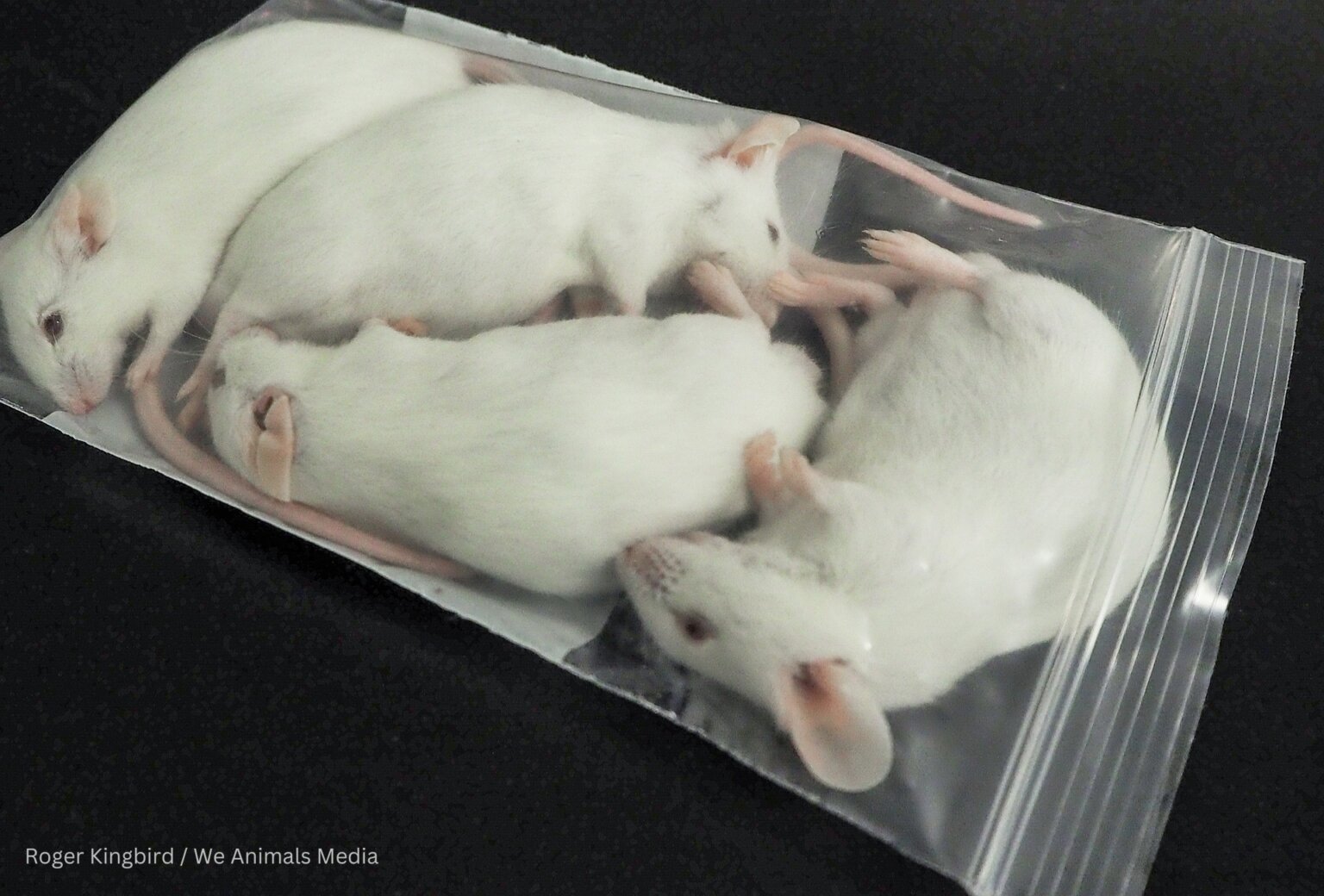 New Report on Phasing Out Animal Testing in the EU: A Major Milestone ...