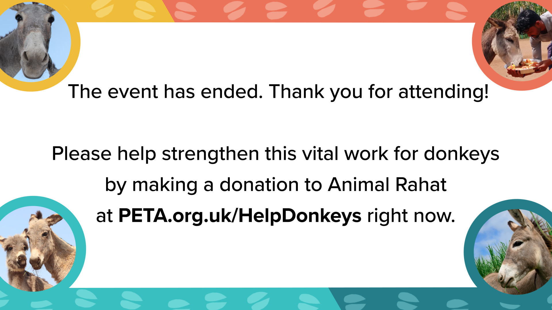 Welcome to ‘Working Wonders for Working Donkeys! PETA’s Campaign to ...