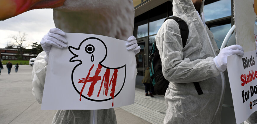 Duck Defenders Protest Outside H&M Annual Meeting