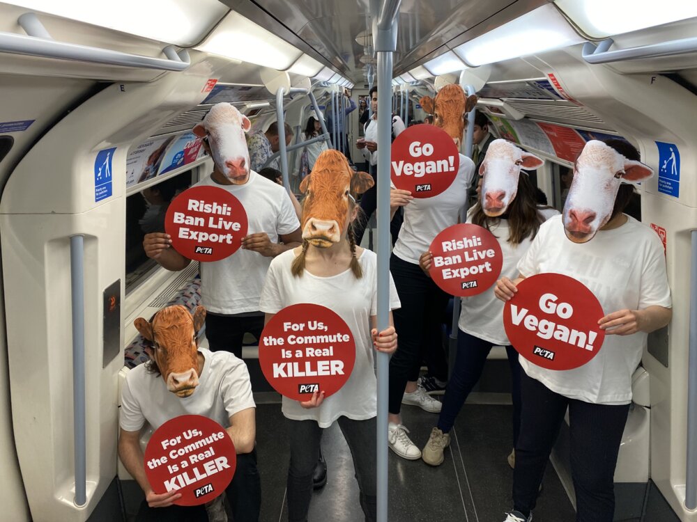 History in the Making: Britain to Ban Live Export