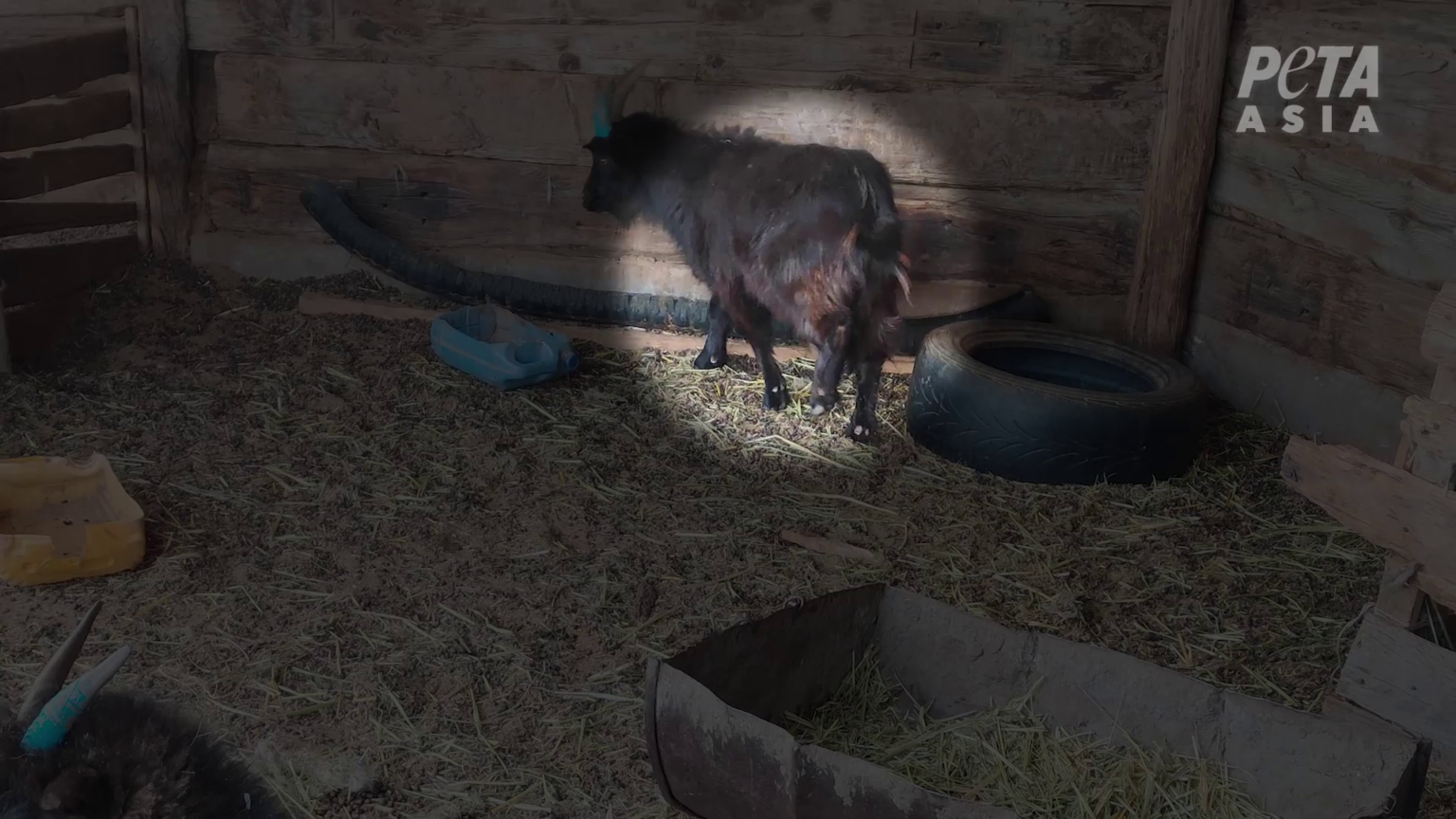 Will Ralph Lauren Drop Cashmere Following PETA Exposé?