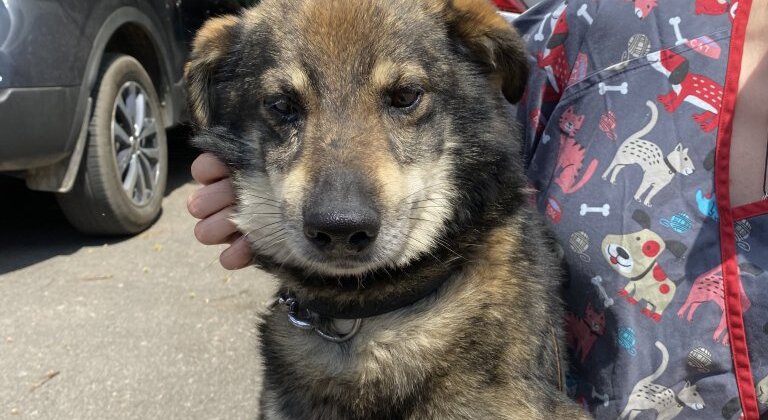 PETA Entities Are in Ukraine, Moving Mountains to get to Animals in Need