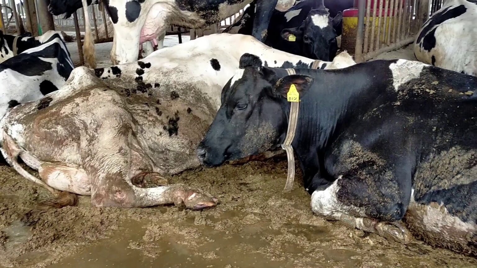 Research Centre Exposed for Burning Calves and Kicking Cows - PETA UK