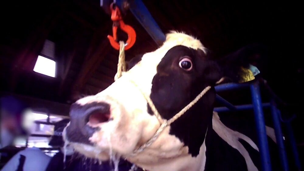 PETA ‘Cow’ and ‘Butcher’ Arrested at COP28 Over Warning to Flesh ...