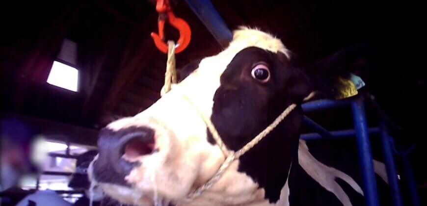 Research Centre Exposed for Burning Calves and Kicking Cows - PETA UK