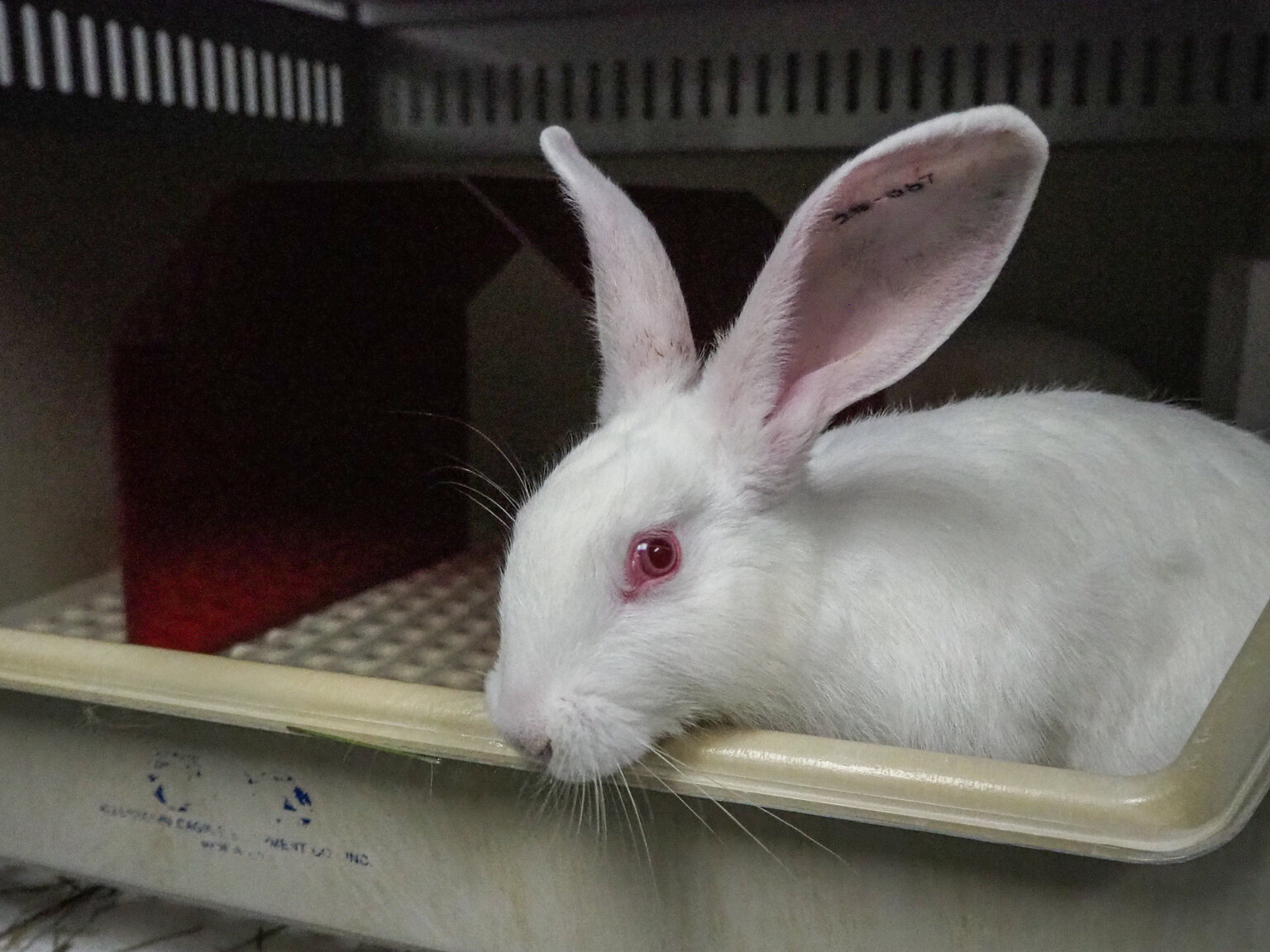 European Commission Backs Phase-Out of Animal Use in Experiments and ...