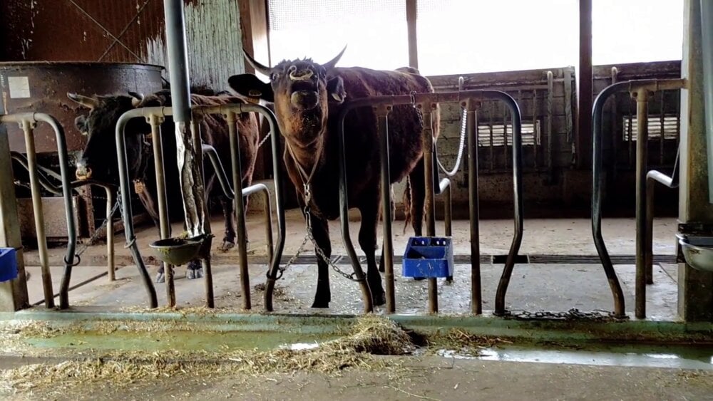 Research Centre Exposed for Burning Calves and Kicking Cows - PETA UK