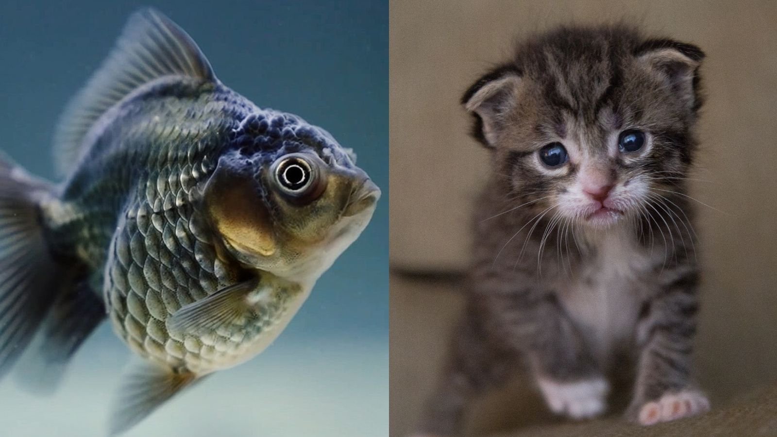 Cat or Cod? PETA Serves Up ‘Kittens’ and Chips