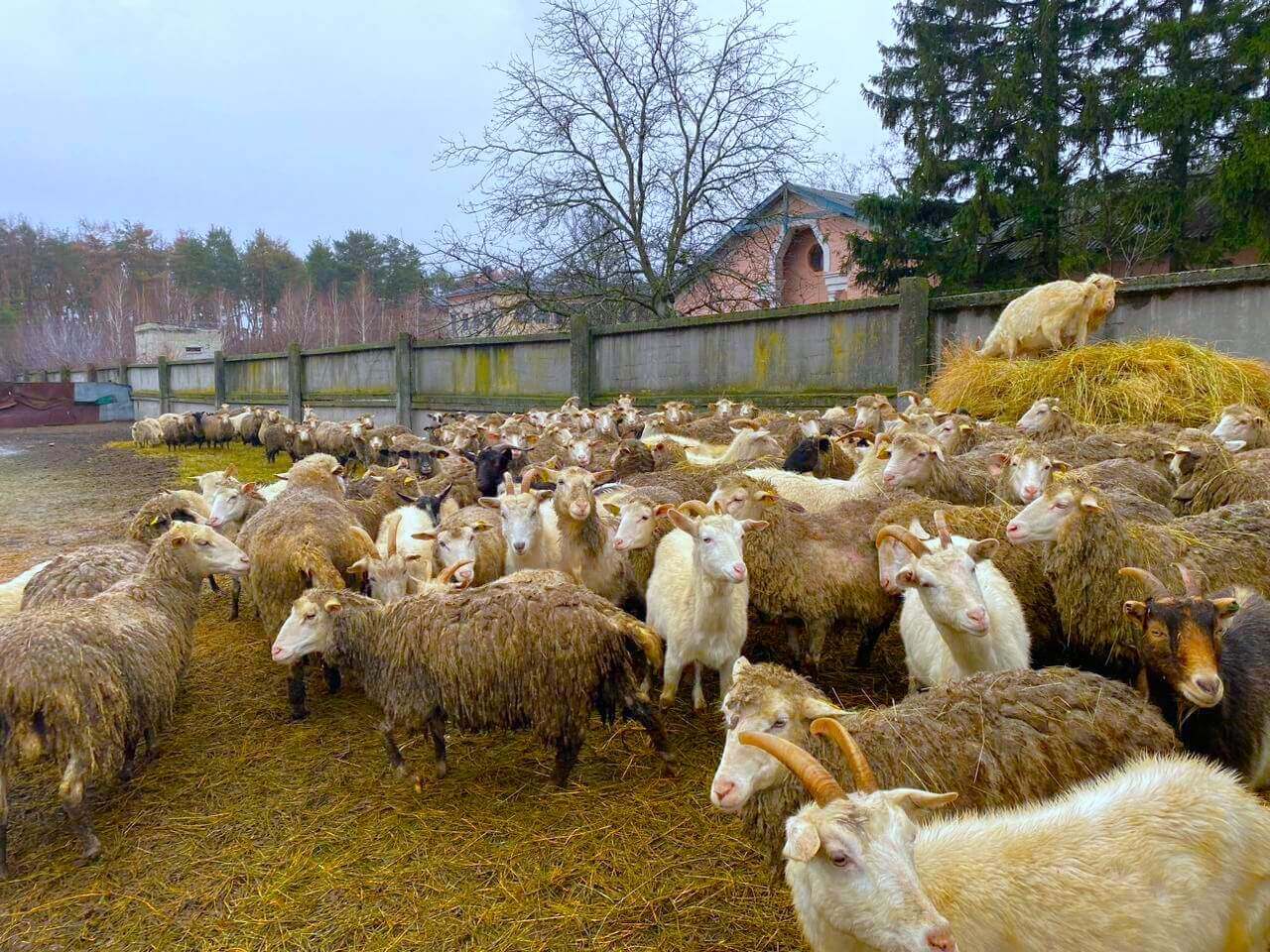 PETA Entities Are in Ukraine, Moving Mountains to get to Animals in Need