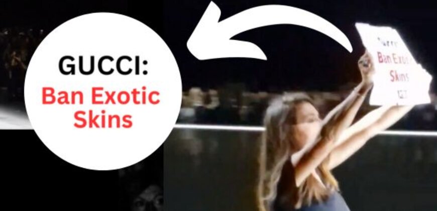 Gucci Fashion Show: PETA Activist Storms Runway in Defence of Crocs and ...