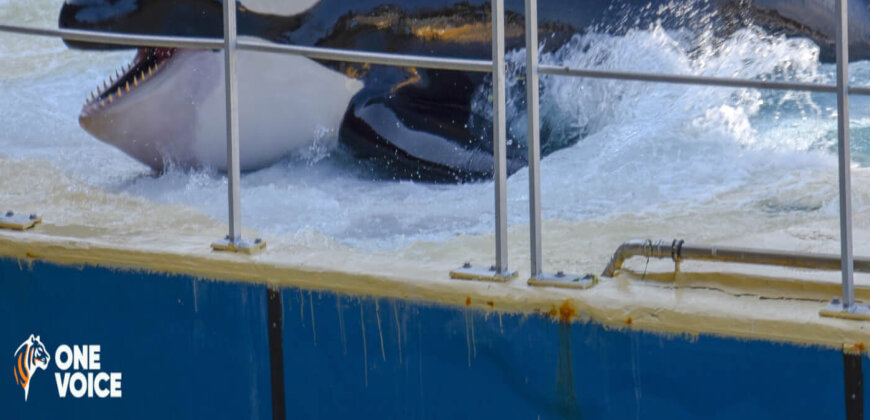 Orca Moana Dies at Marine Park in France