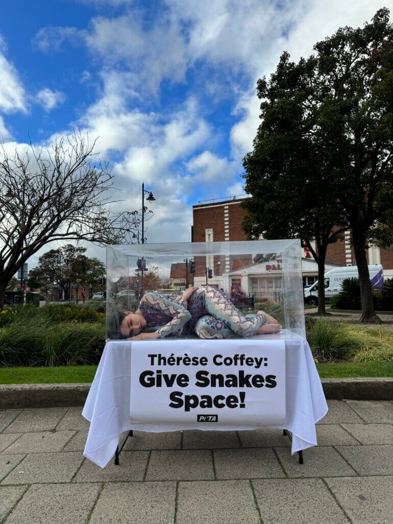 DEFRA May Face Legal Action if It Fails to Update Its Guidance on Snake ...