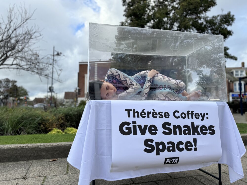 DEFRA May Face Legal Action if It Fails to Update Its Guidance on Snake ...